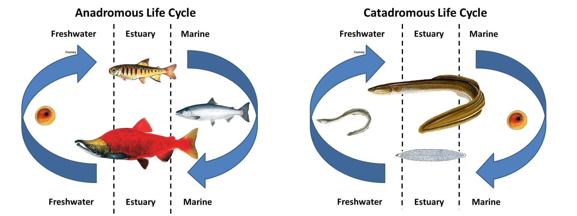 Démystifier les mythes : Anadrome vs Catadrome – Fishingshack – Blog de ...