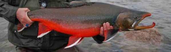 Démystifier les mythes : Anadrome vs Catadrome – Fishingshack – Blog de ...